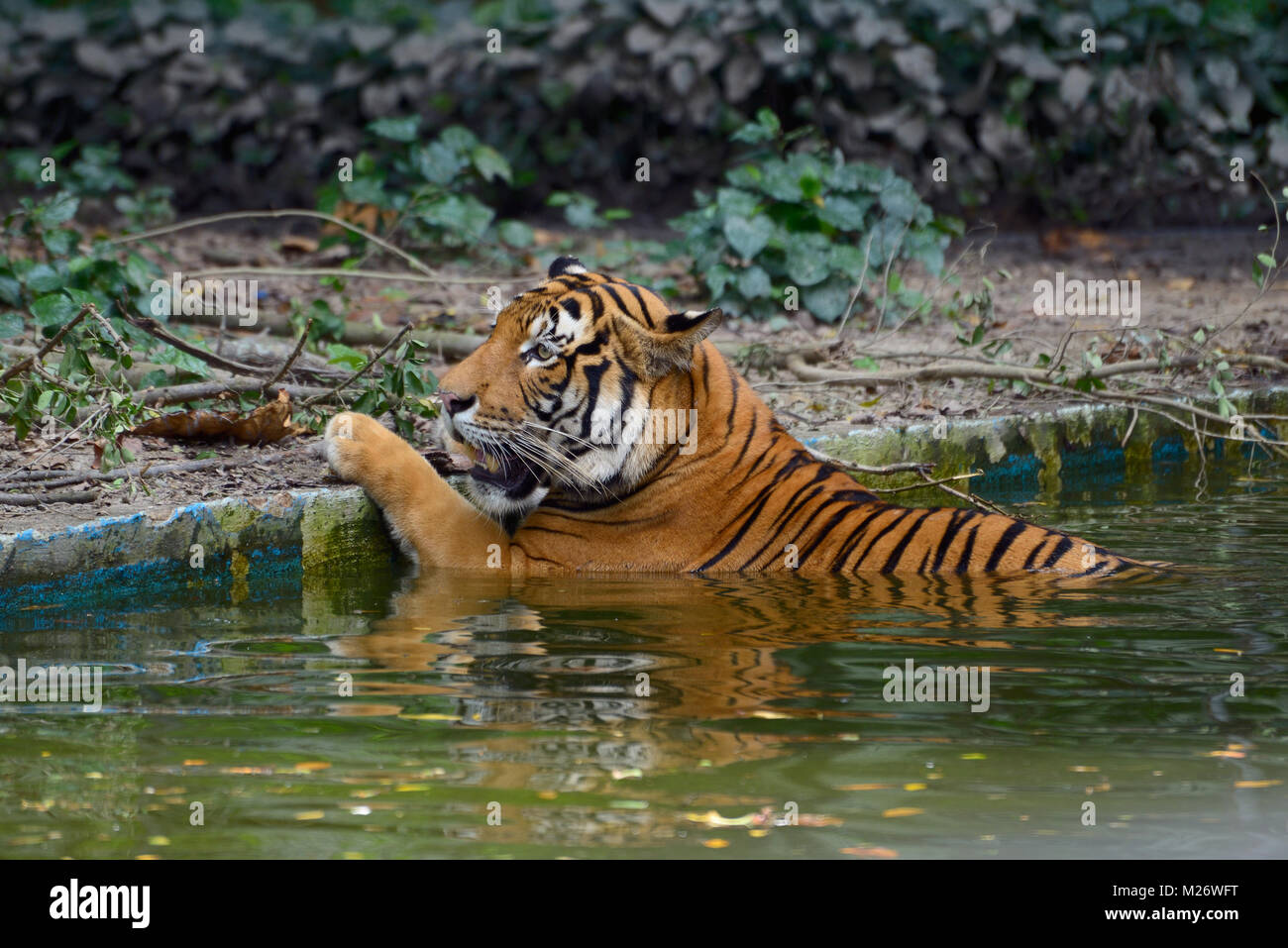 Tiger lying in a ditch with water Stock Photo - Alamy