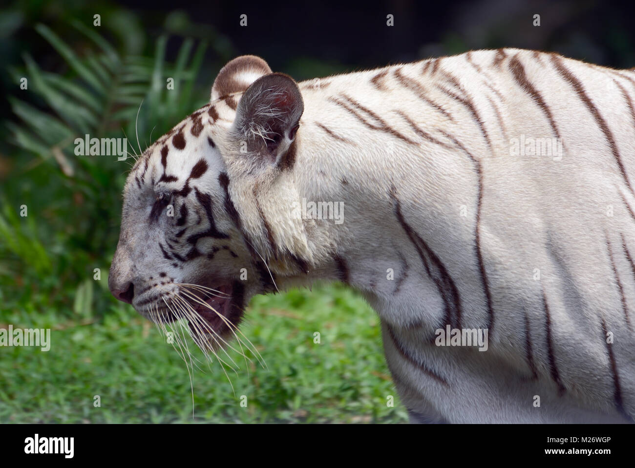 Bengal tiger white hi-res stock photography and images - Alamy