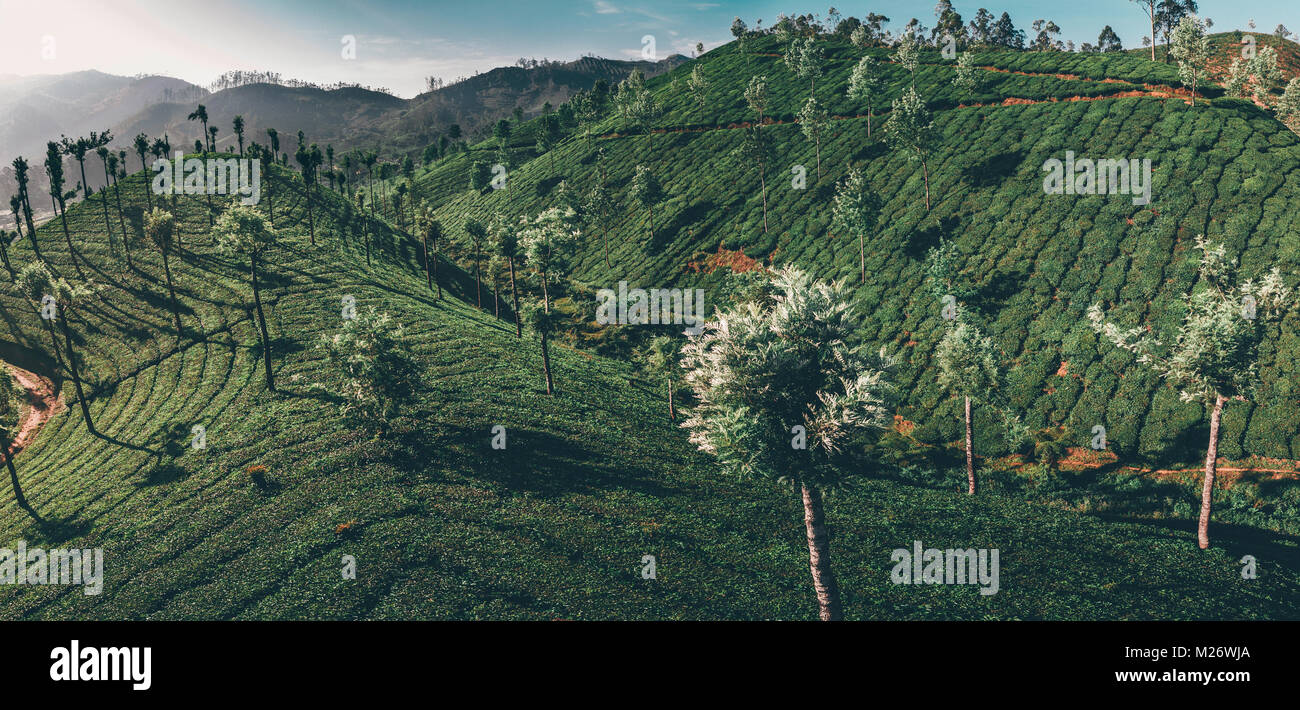 Teeplantage Fairtrade anbau, Bio Gesund aus der Natur Tee Stock Photo ...