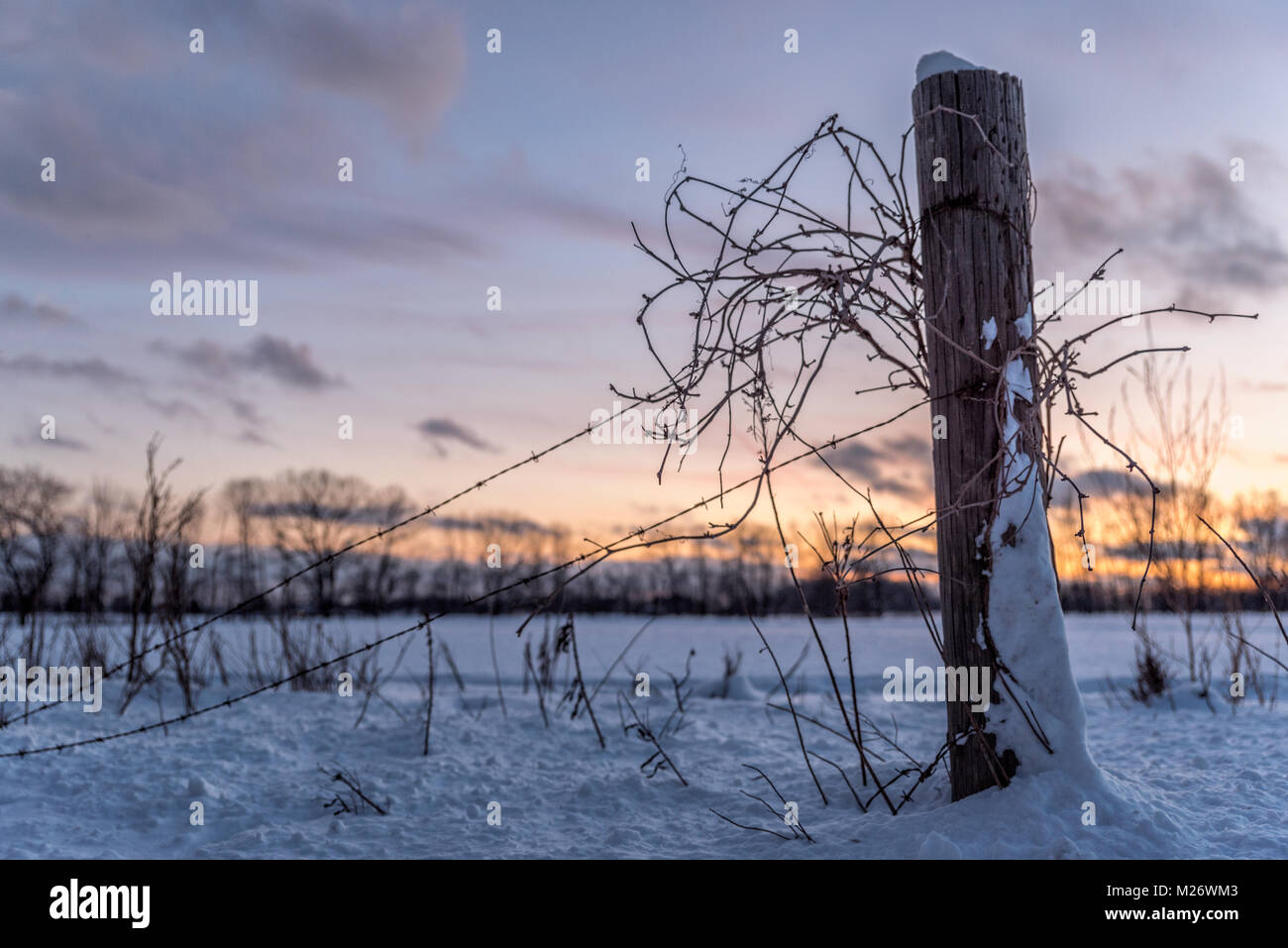 Tangled barbed wire on a fence in Michigan Stock Photo - Alamy