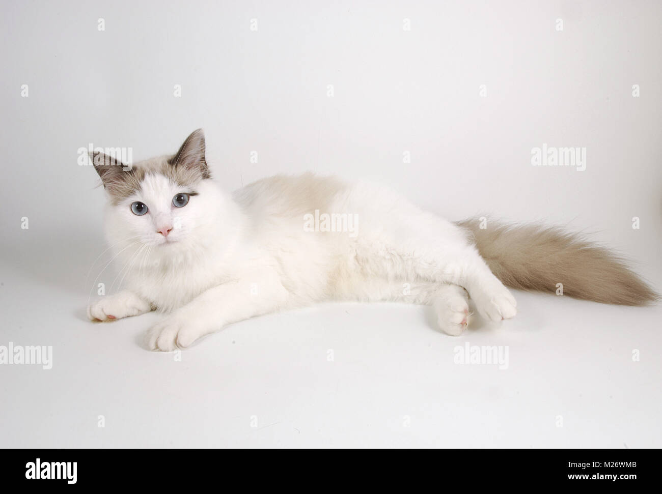 ragdoll blue bi-colour Stock Photo - Alamy