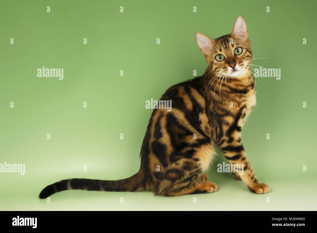 brown marble bengal Stock Photo - Alamy