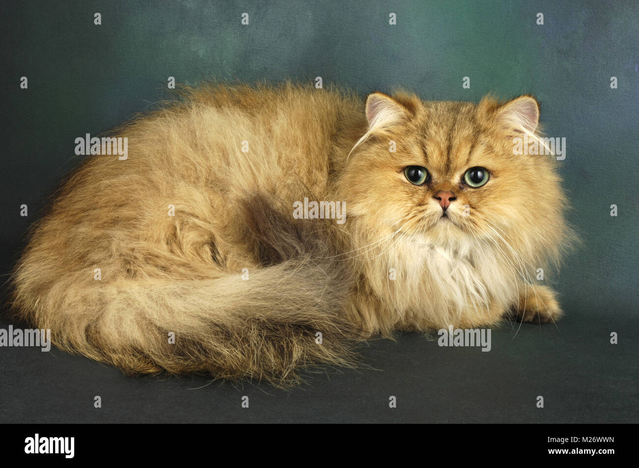 Golden persian hi-res stock photography and images - Alamy
