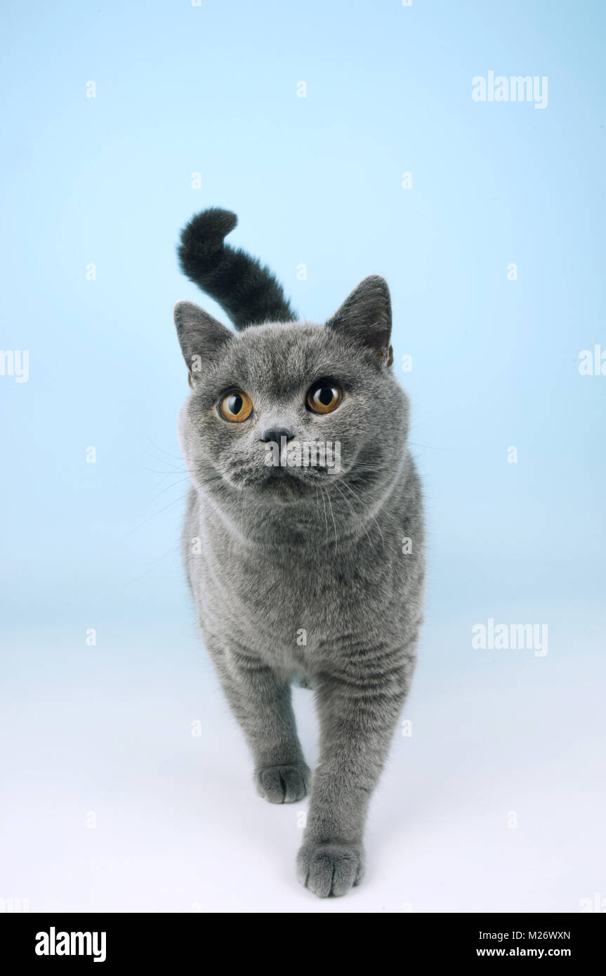 blue british shorthair cat walking Stock Photo - Alamy