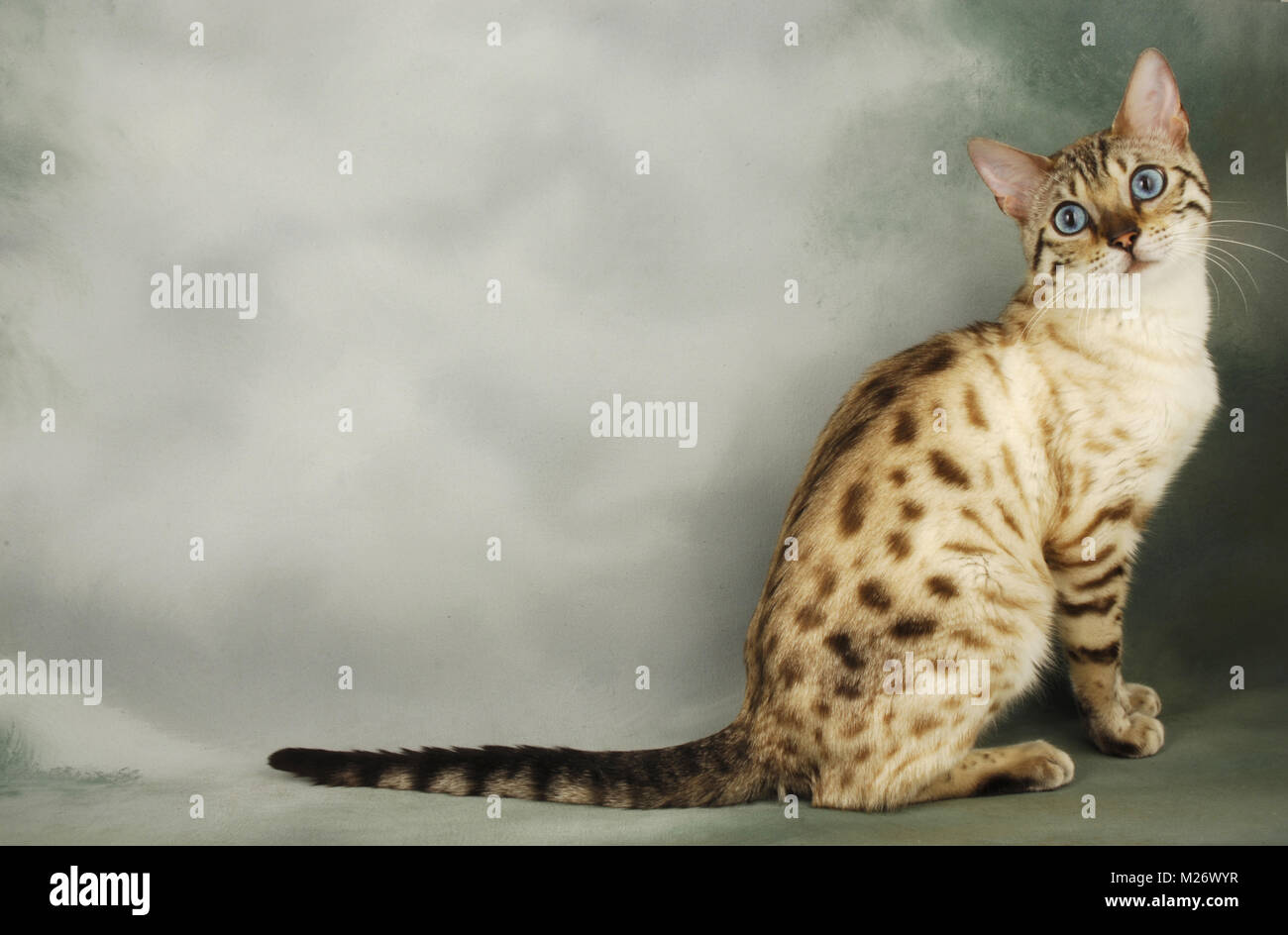 snow spotted bengal cat, sitting Stock Photo - Alamy