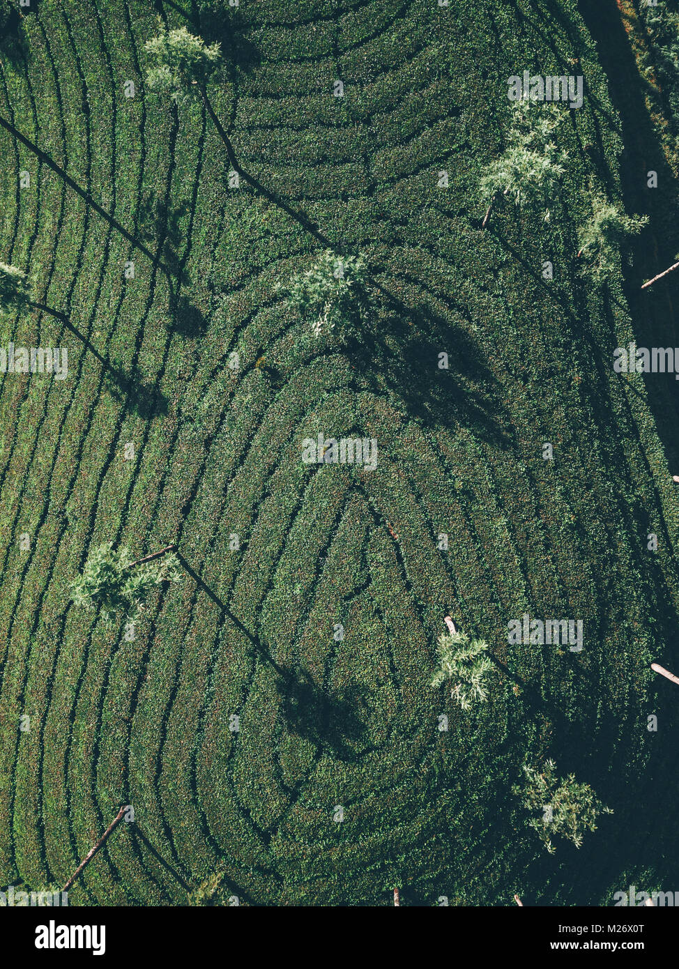 Teeplantage Fairtrade anbau, Bio Gesund aus der Natur Tee Stock Photo ...