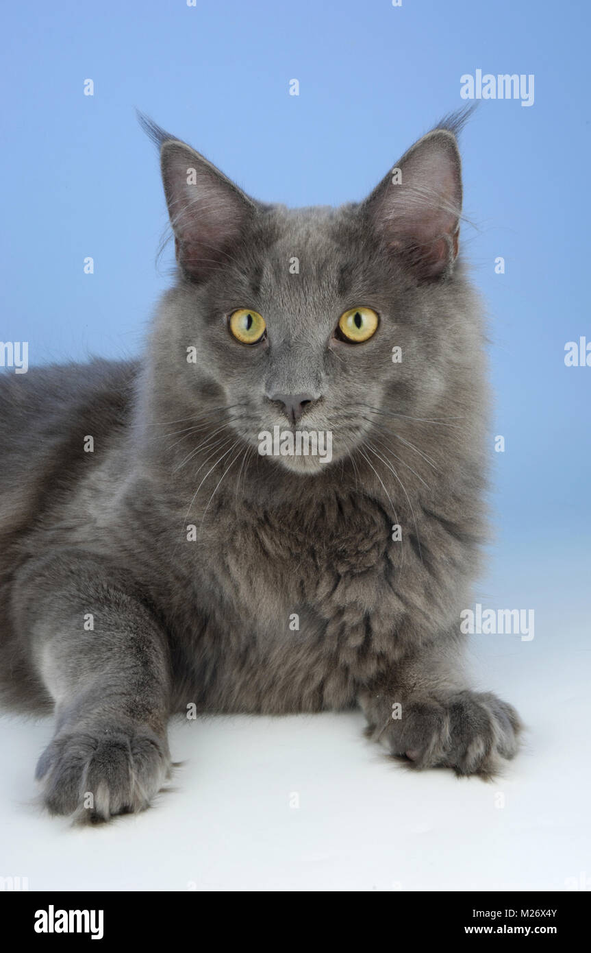 blue maine coon cat Stock Photo - Alamy