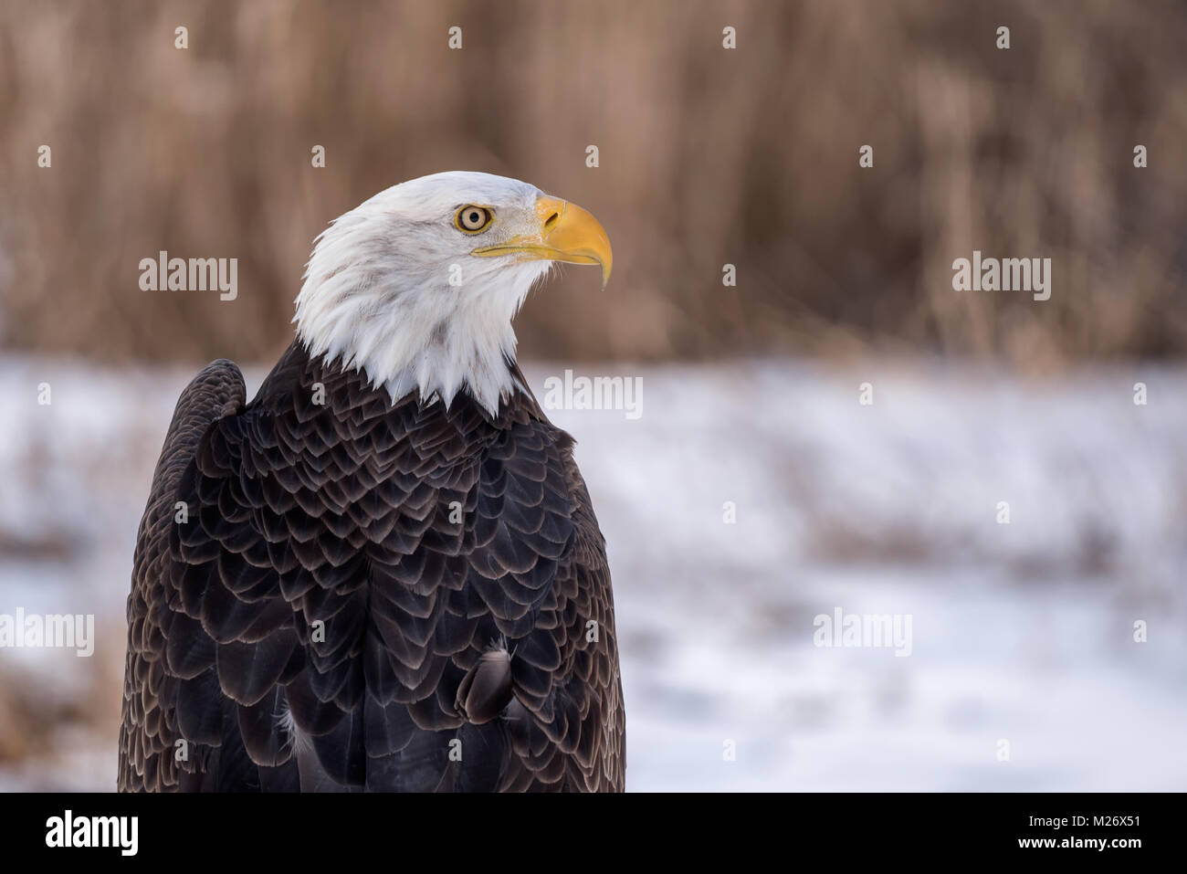 A bald eagle in a field in Michigan during winter Stock Photo - Alamy
