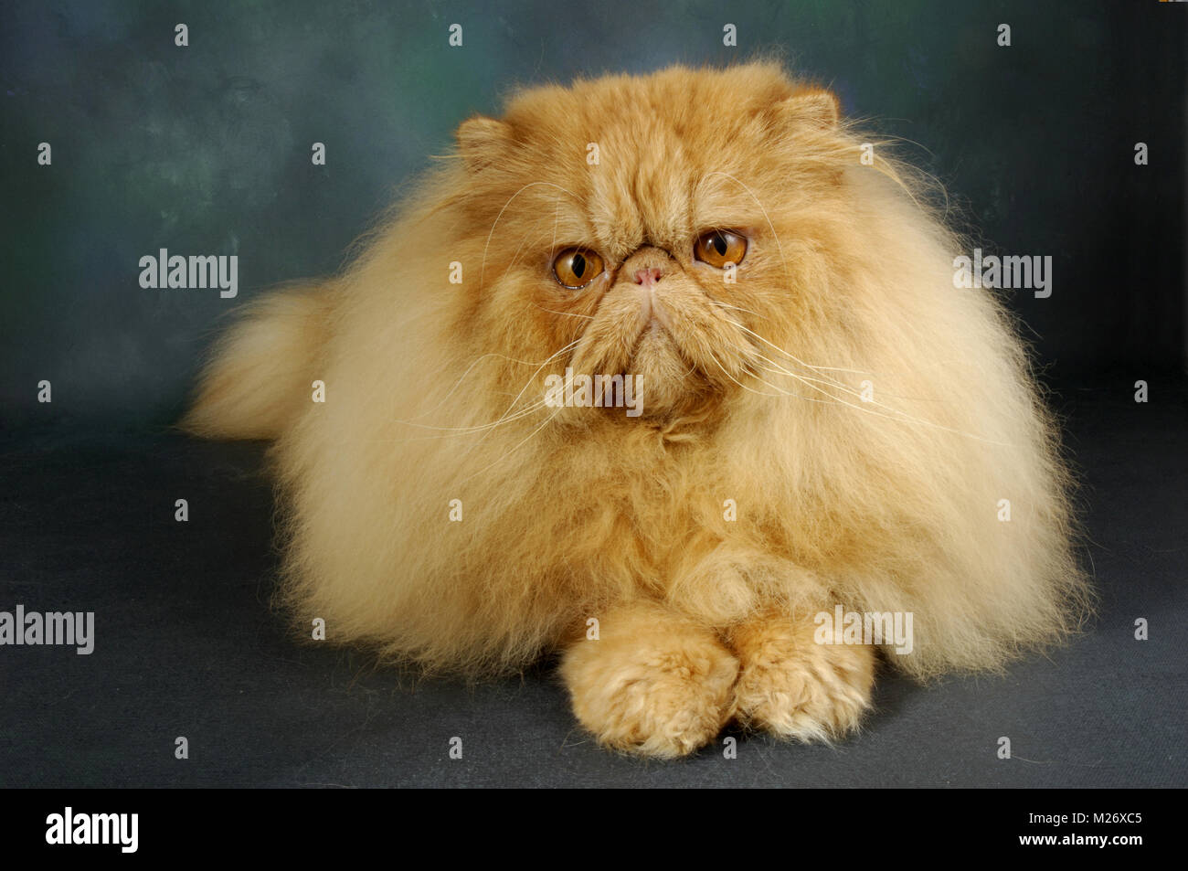 Red self persian cat hi-res stock photography and images - Alamy