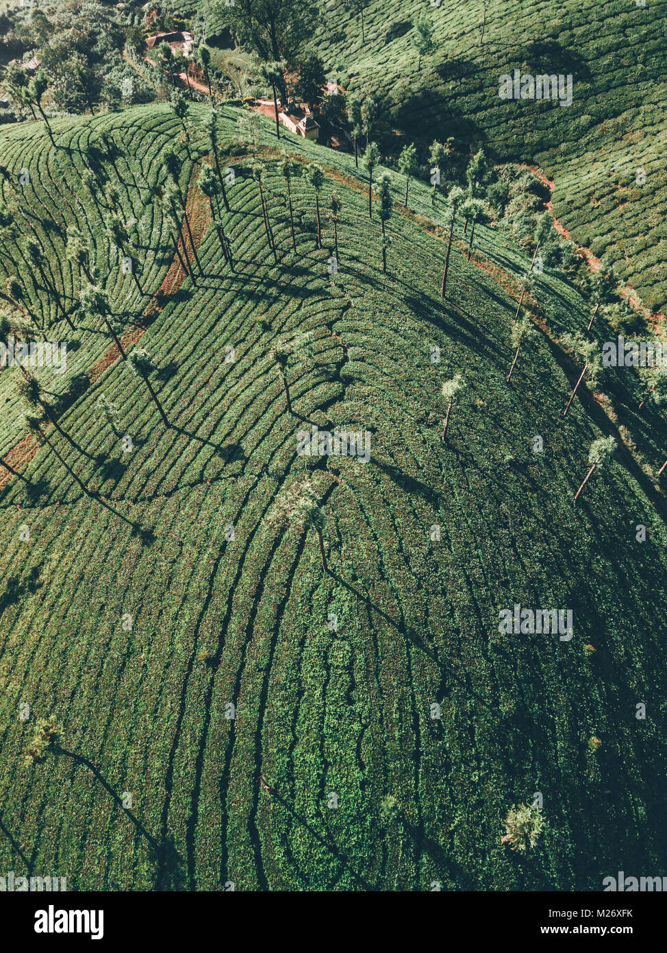 Teeplantage Fairtrade anbau, Bio Gesund aus der Natur Tee Stock Photo ...