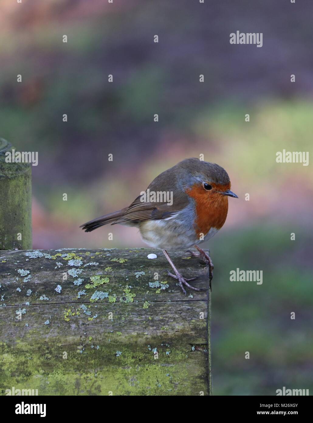Robin sitting on a log looking sad at park Stock Photo - Alamy