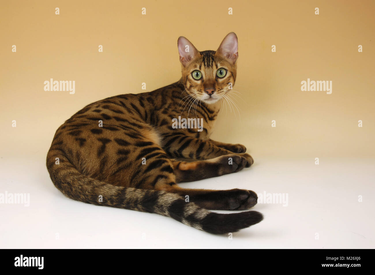 brown spotted bengal lying down Stock Photo - Alamy