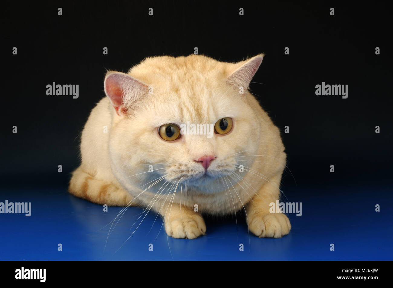 British tipped cat hi-res stock photography and images - Alamy