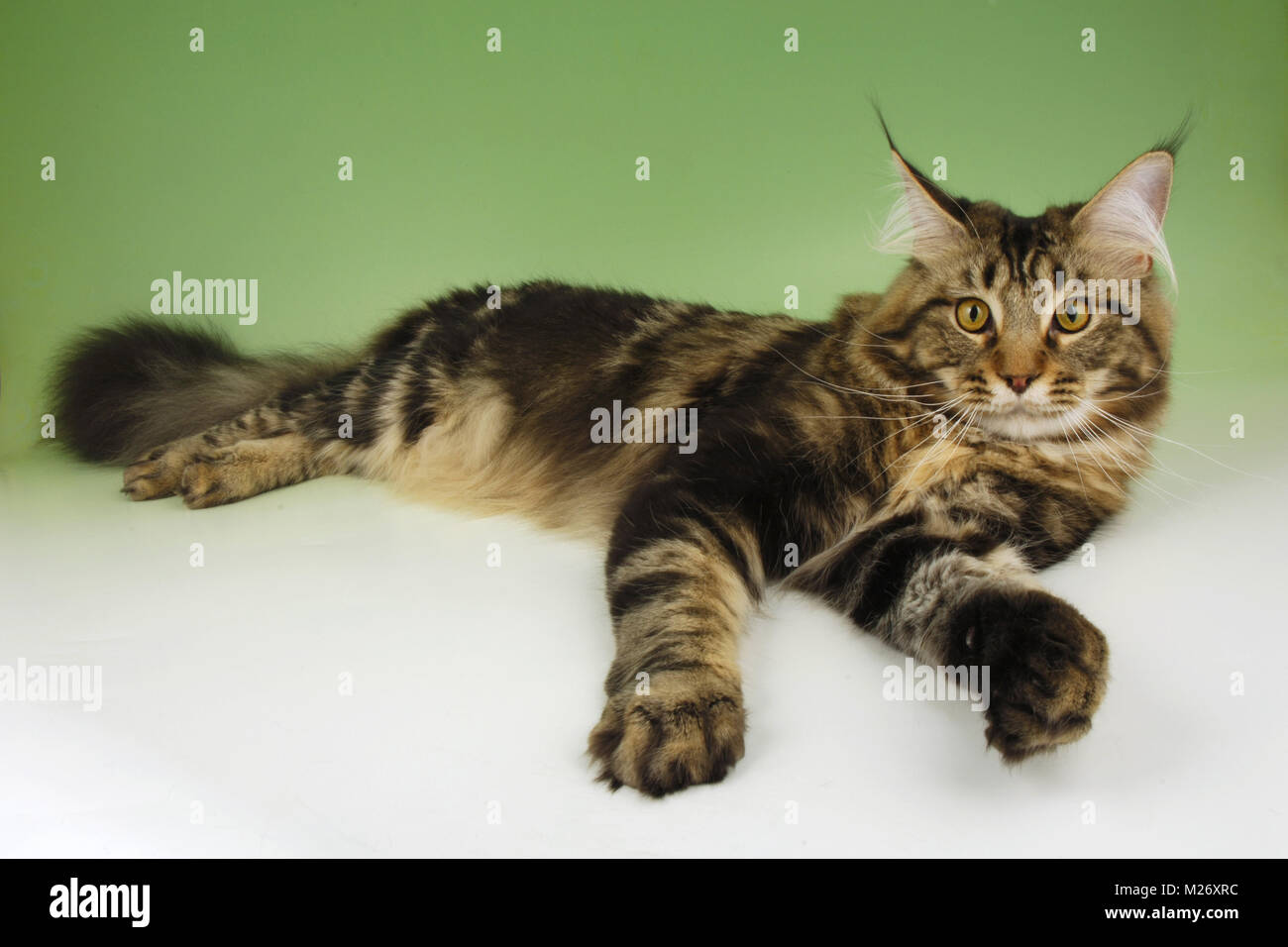 brown tabby coloured maine coon Stock Photo - Alamy