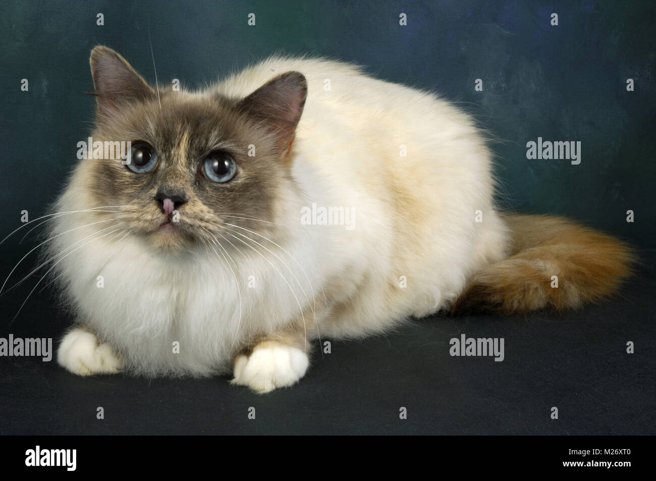 tortie birman cat looking up Stock Photo - Alamy