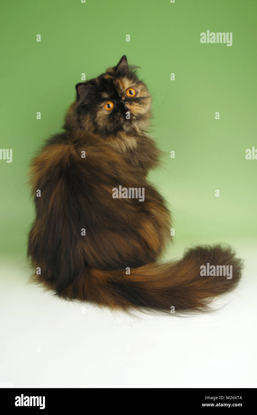 Tortoiseshell persian cat hi-res stock photography and images - Alamy