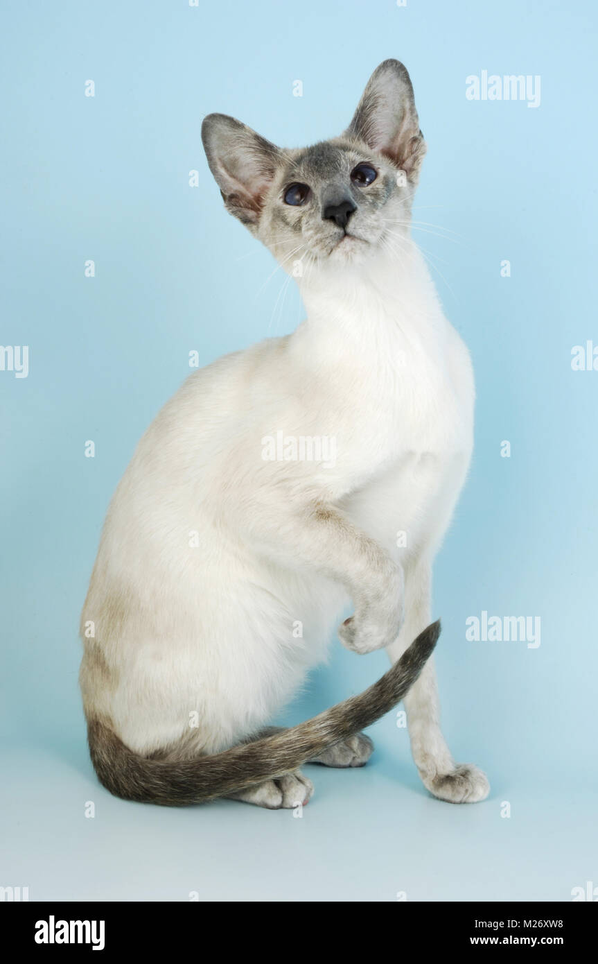blue point siamese cat, one leg up Stock Photo - Alamy