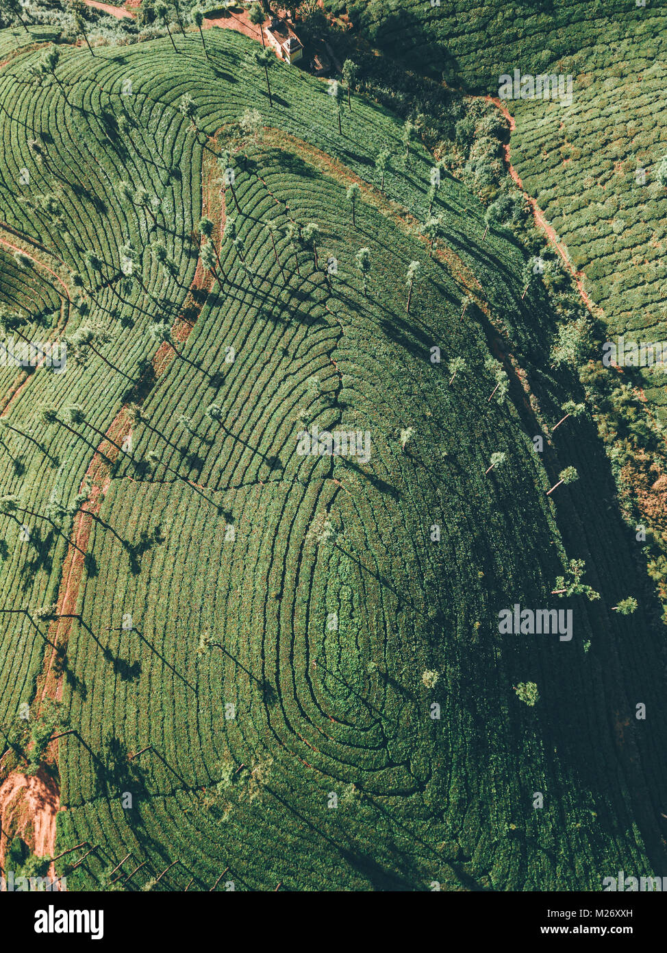 Teeplantage Fairtrade anbau, Bio Gesund aus der Natur Tee Stock Photo ...