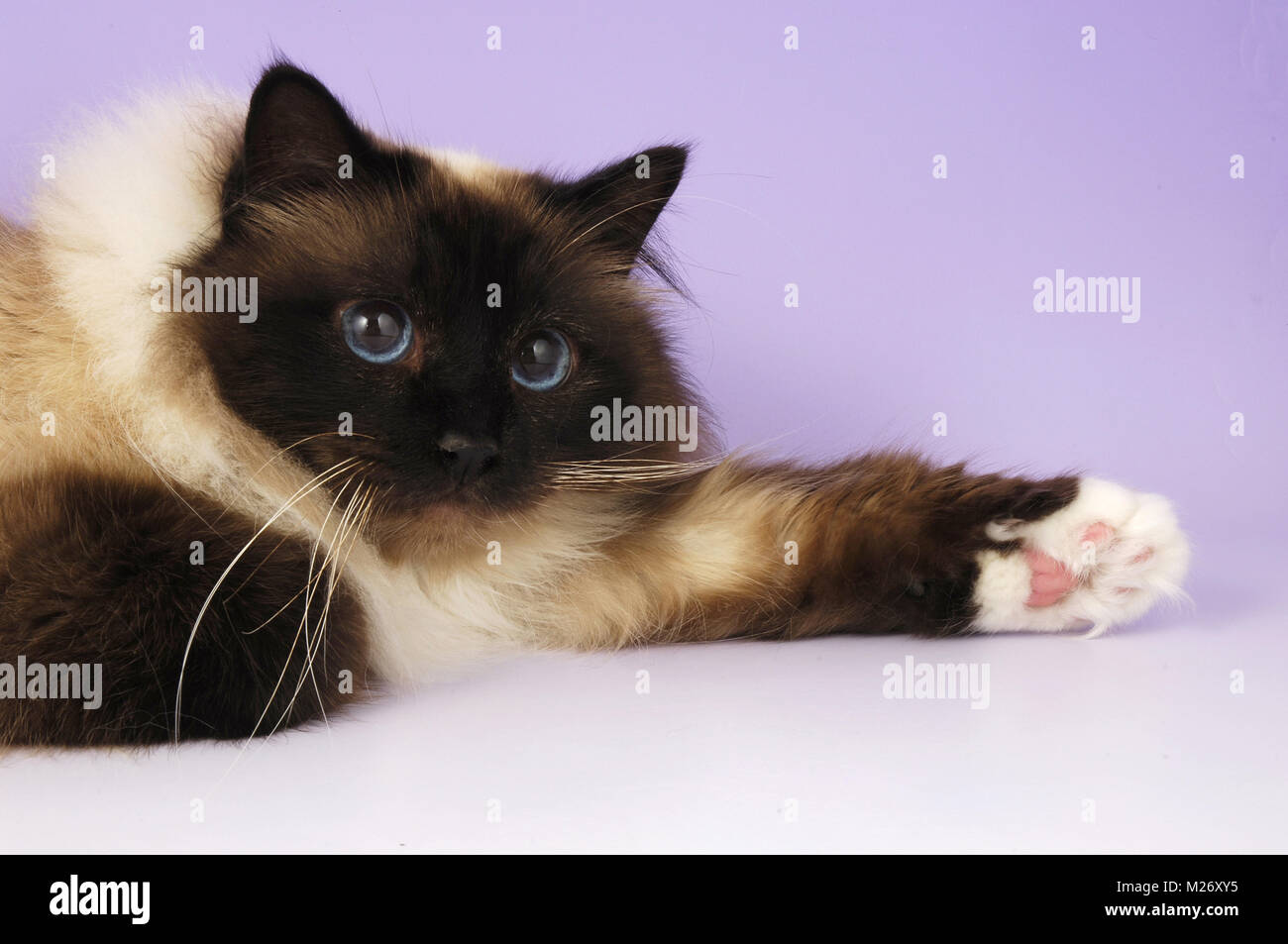 seal pointed Birman cat on pastel background Stock Photo - Alamy