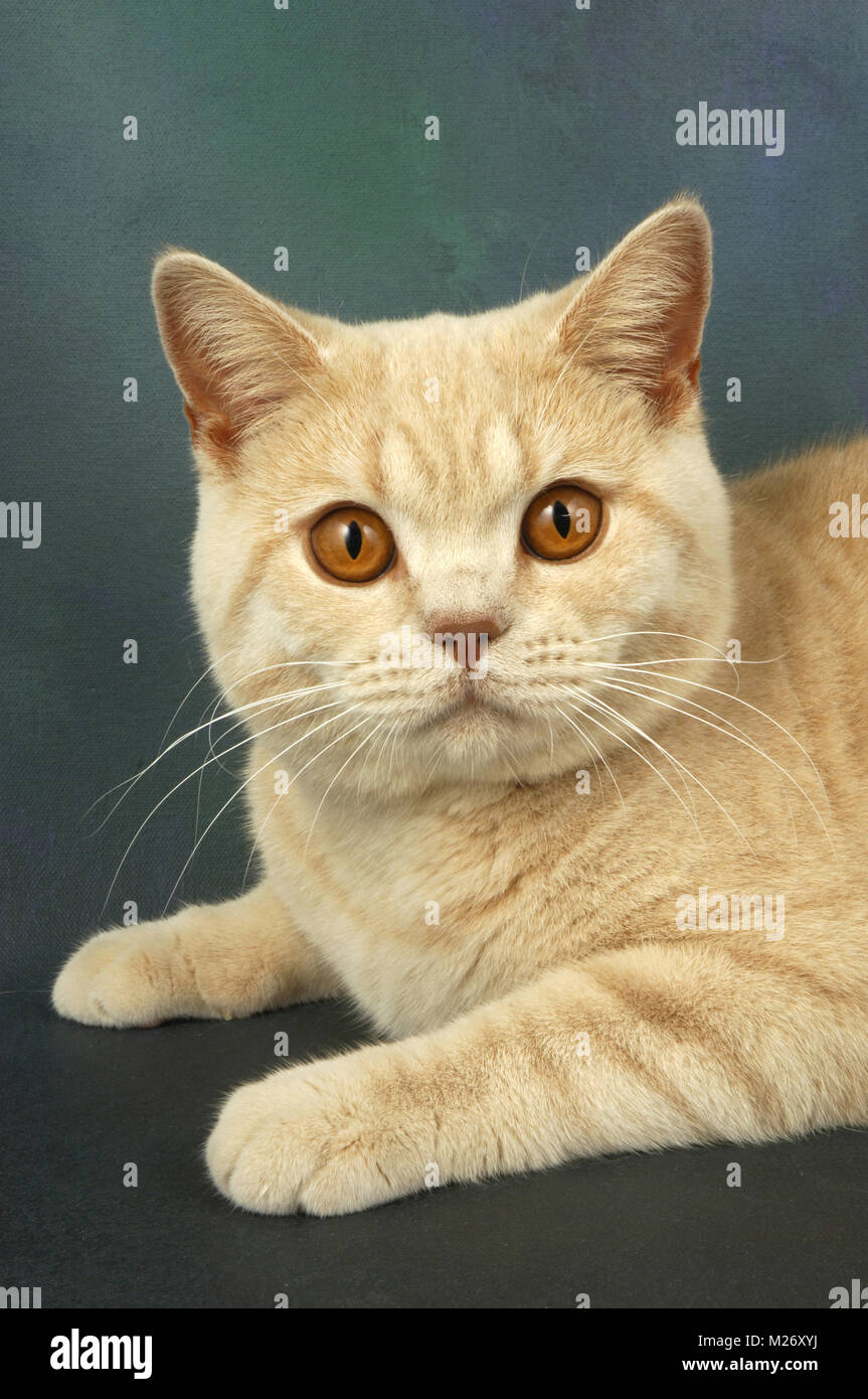 cream british shorthair cat portrait Stock Photo - Alamy