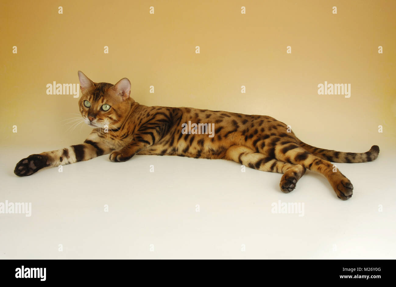 brown spotted bengal lying down on beige background Stock Photo - Alamy