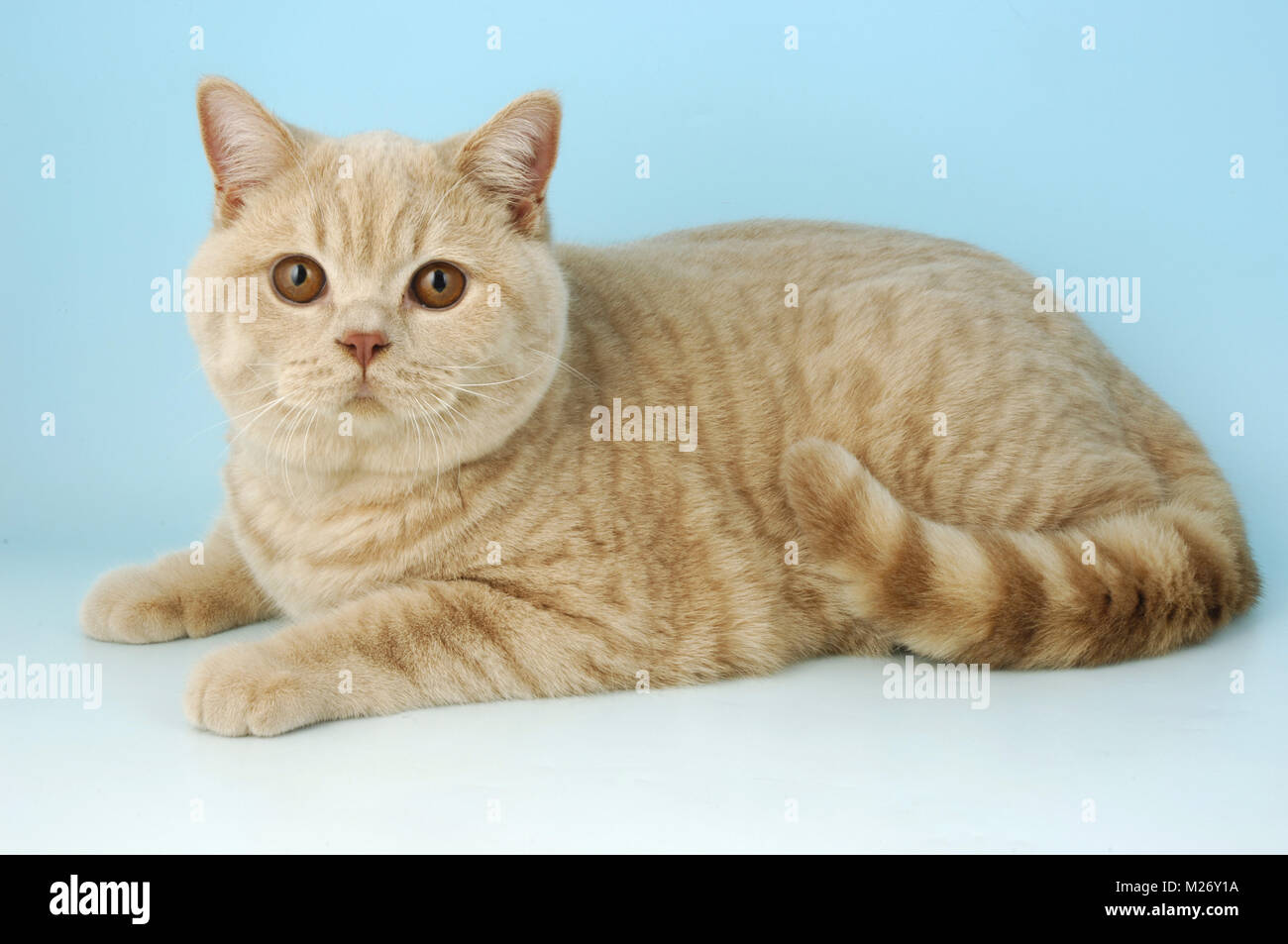 cream british shorthair cat Stock Photo - Alamy