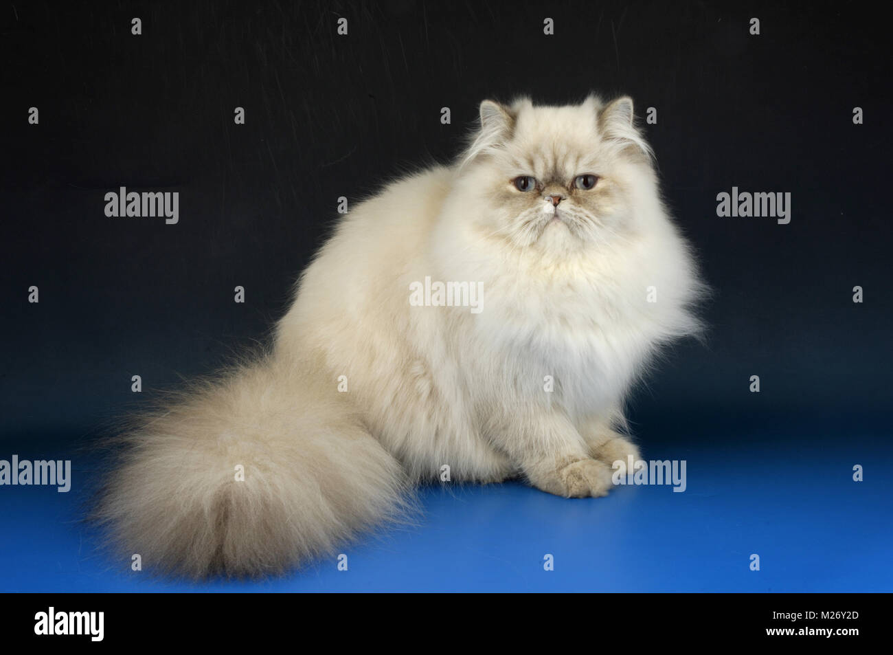 lilac colourpoint cat. (Aka: Persian or Himalayan Stock Photo - Alamy