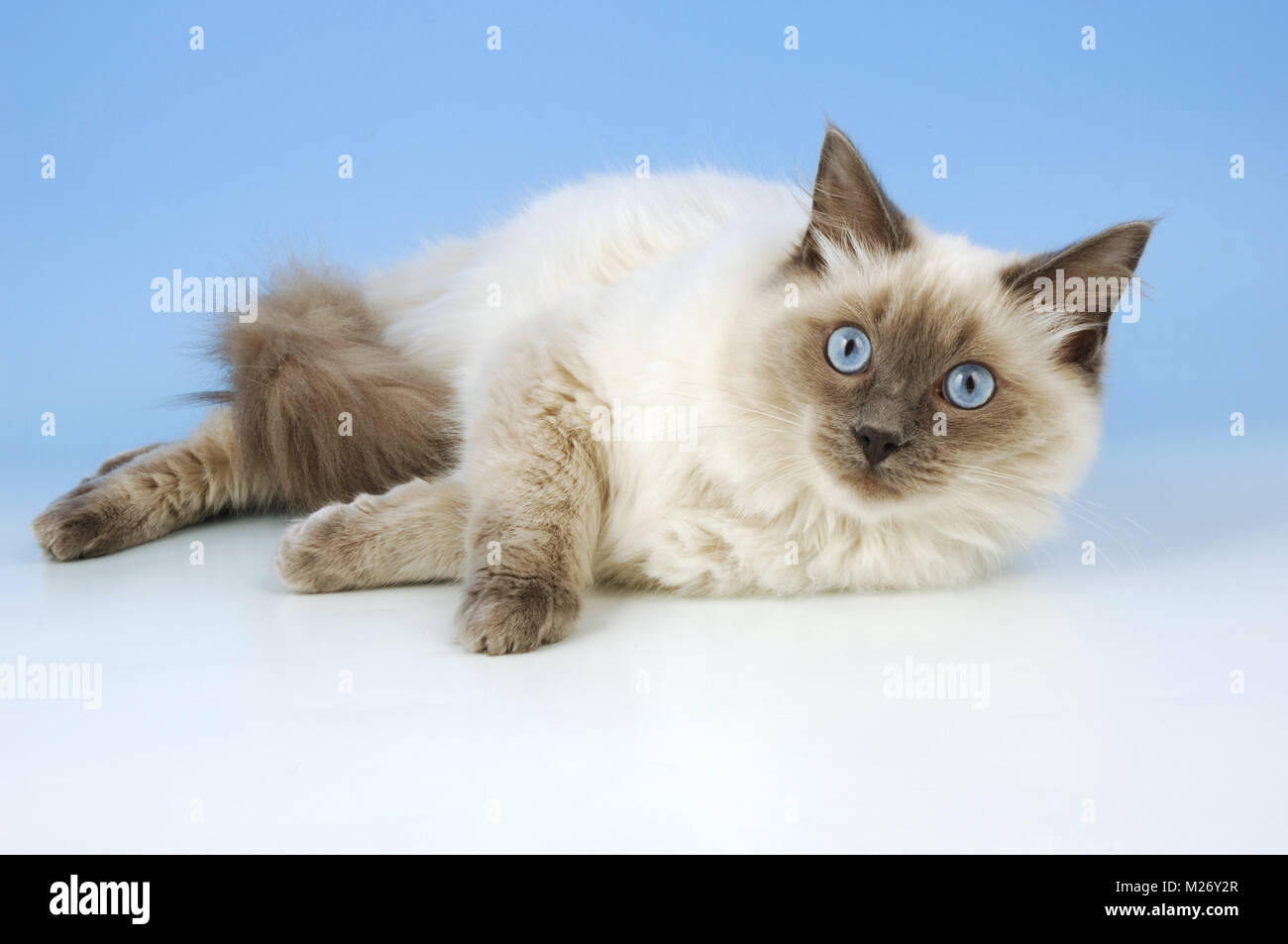 blue colourpoint ragdoll cat, looking at camera Stock Photo - Alamy