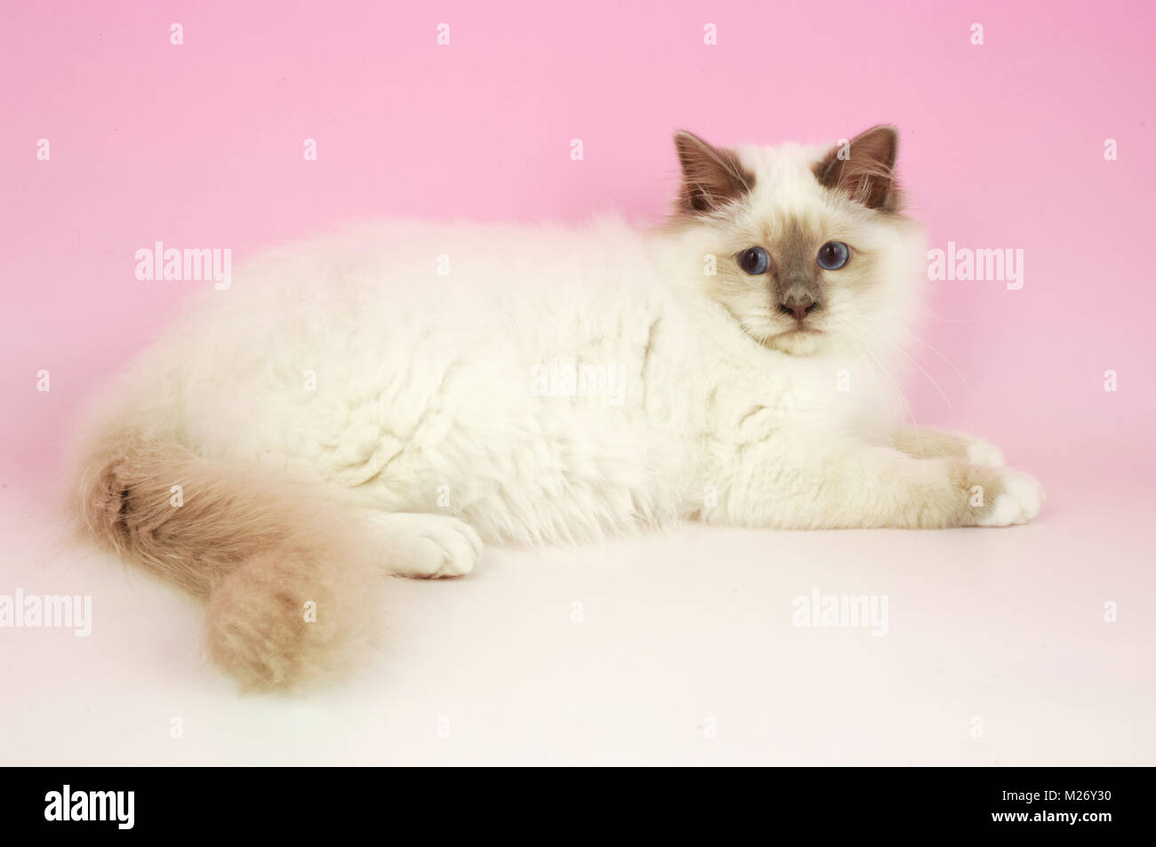 Lilac point birman cat hi-res stock photography and images - Alamy