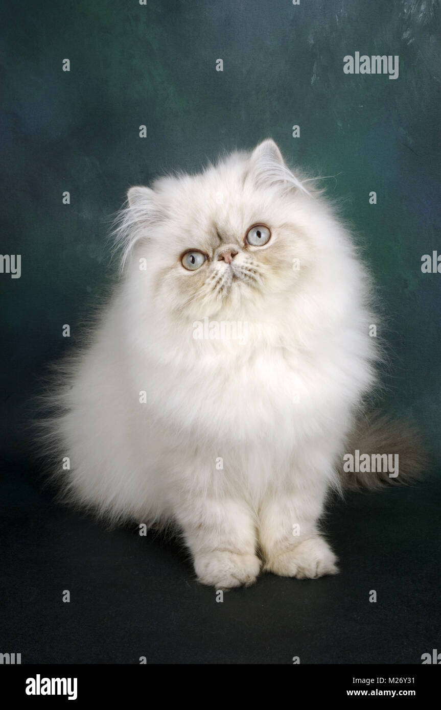 young blue tabby colourpoint cat, (Aka: Persian or Himalayan Stock ...
