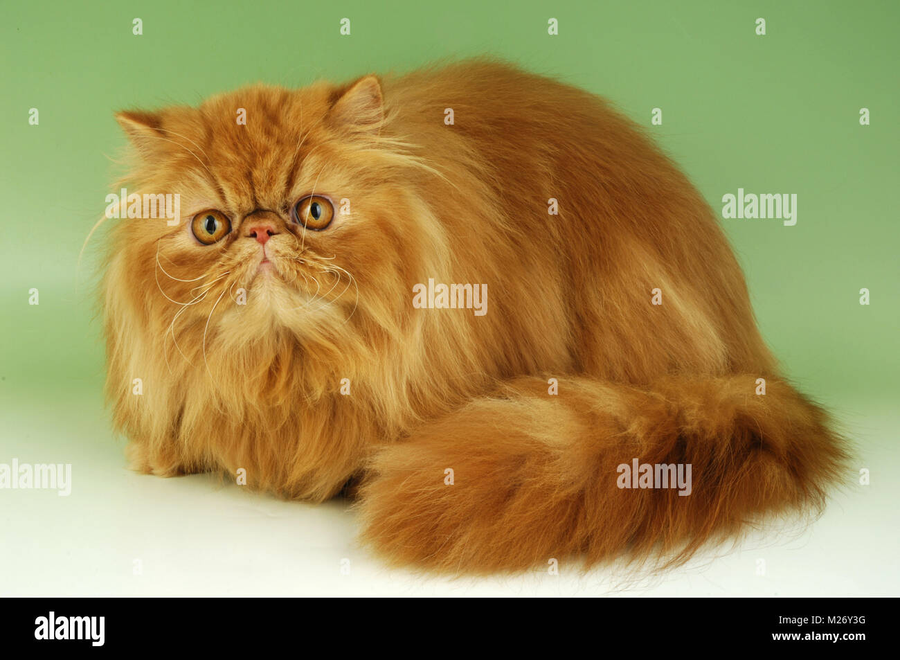 Red self persian cat hi-res stock photography and images - Alamy