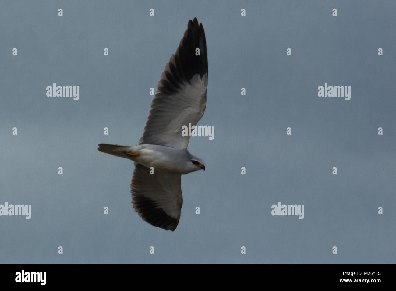 White-tailed Kite - Elanus leucurus in Portugal Stock Photo - Alamy