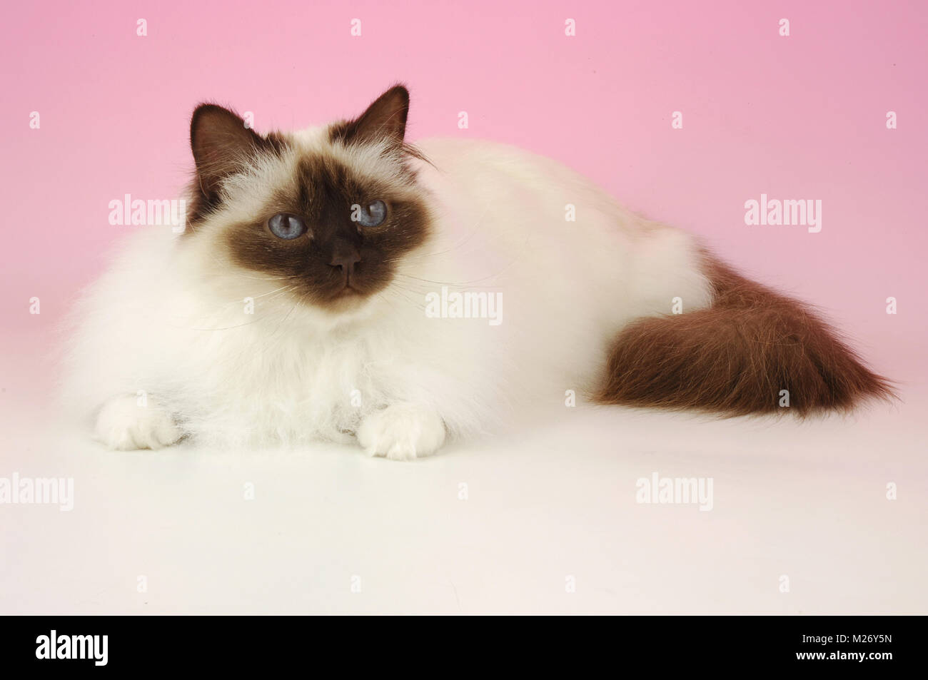 Chocolate point Birman on pink background Stock Photo - Alamy