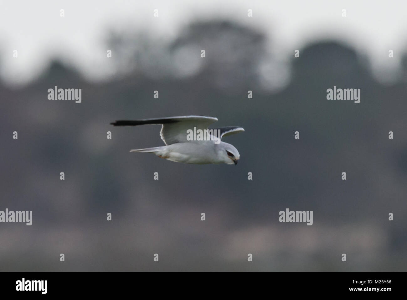 White-tailed Kite - Elanus leucurus in Portugal Stock Photo - Alamy
