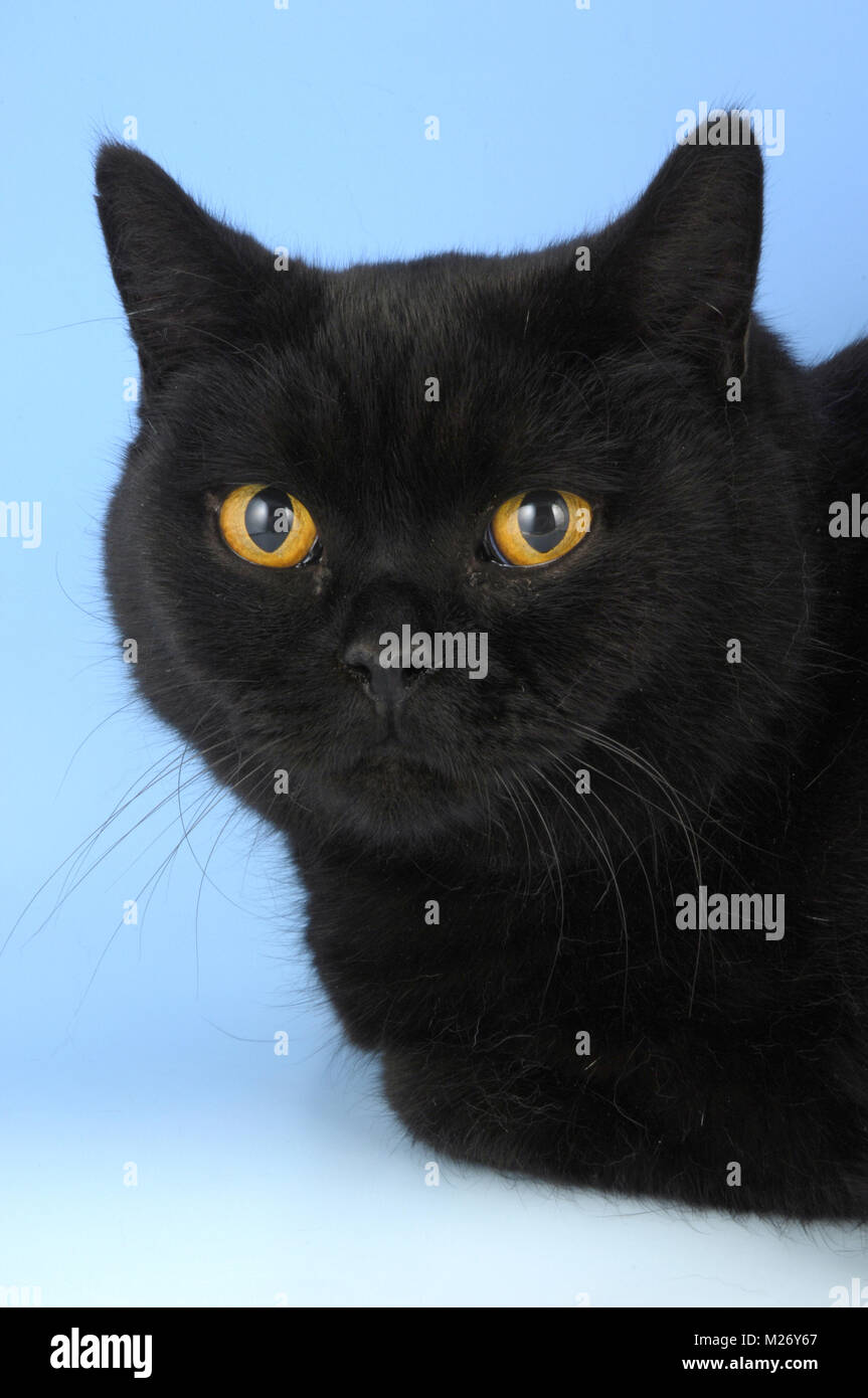 black british shorthair cat portrait Stock Photo - Alamy