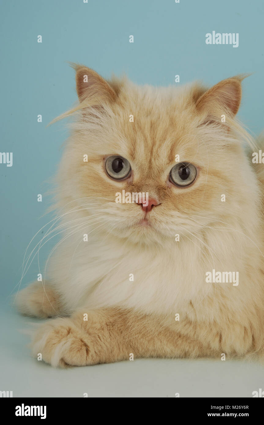 cream colourpoint himalayan cat, portrait. (Aka: Persian or Colourpoint ...