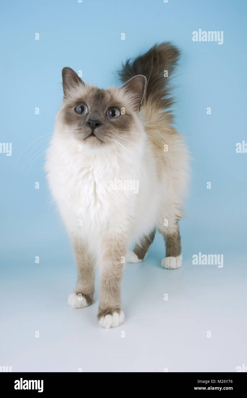 blue point birman cat looking up Stock Photo - Alamy