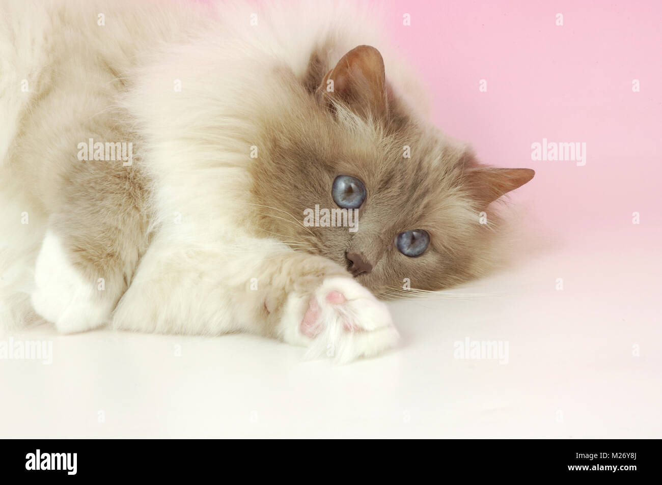 Lilac point Birman cat, close up Stock Photo - Alamy