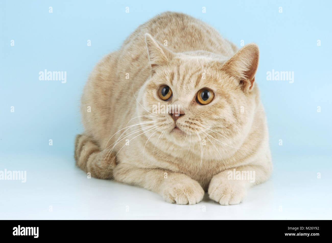 cream british shorthair cat lying down Stock Photo - Alamy