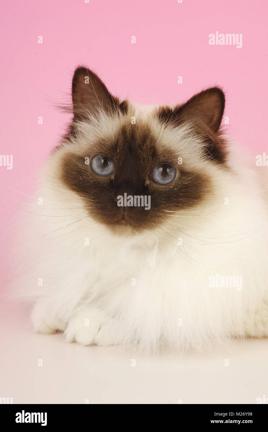 Chocolate point Birman Stock Photo - Alamy
