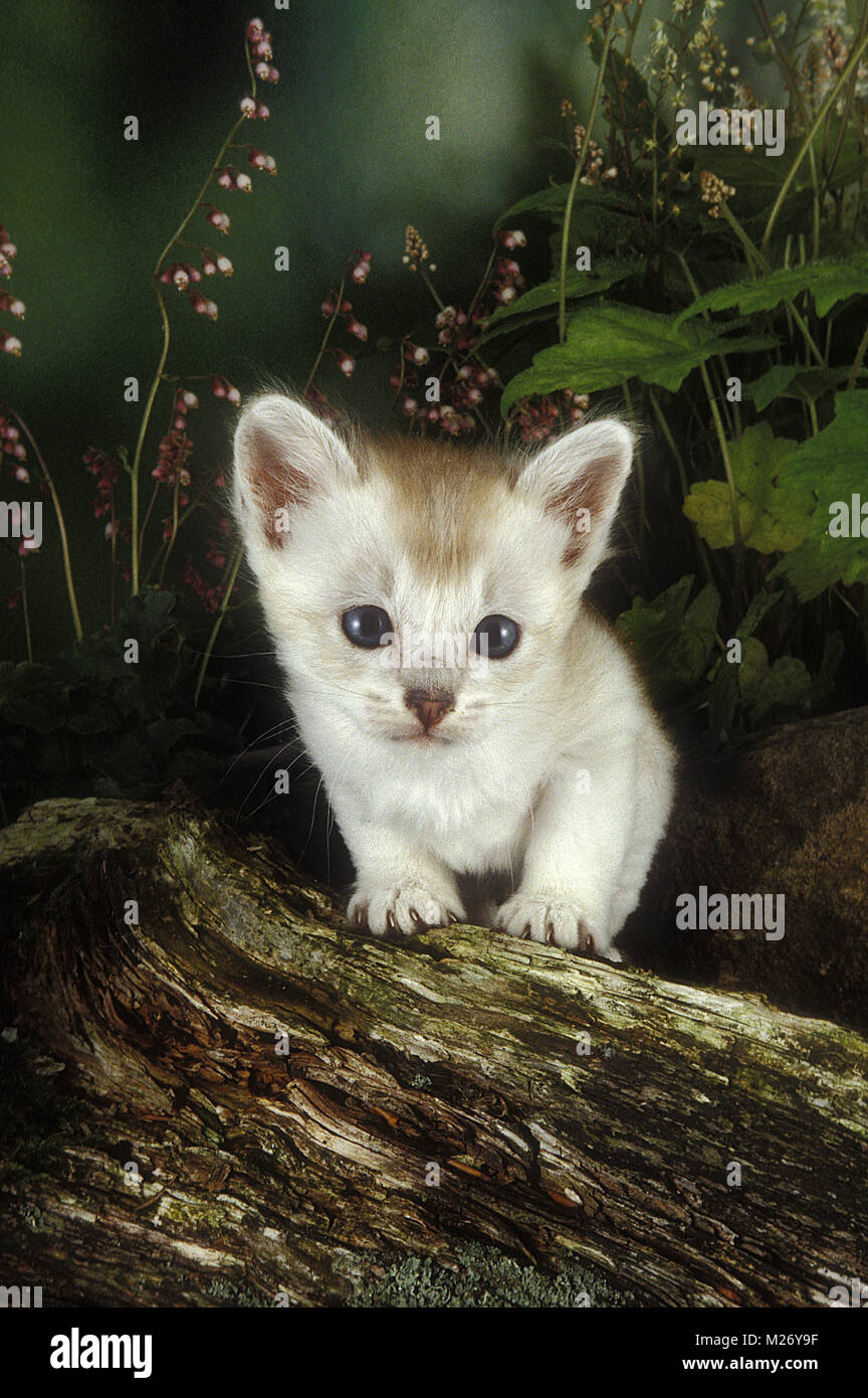 very young kitten on a log Stock Photo - Alamy