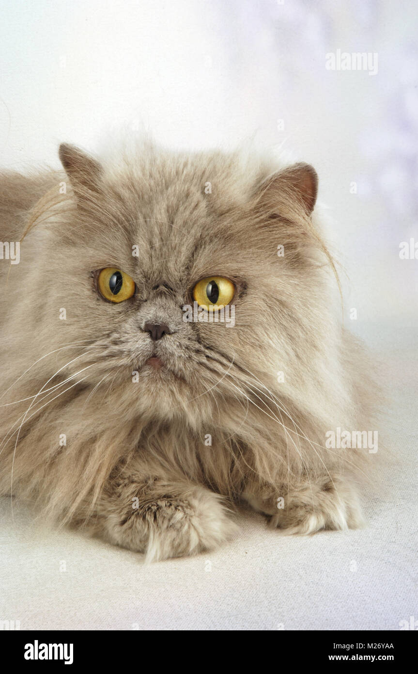 lilac Persian, looking away Stock Photo - Alamy