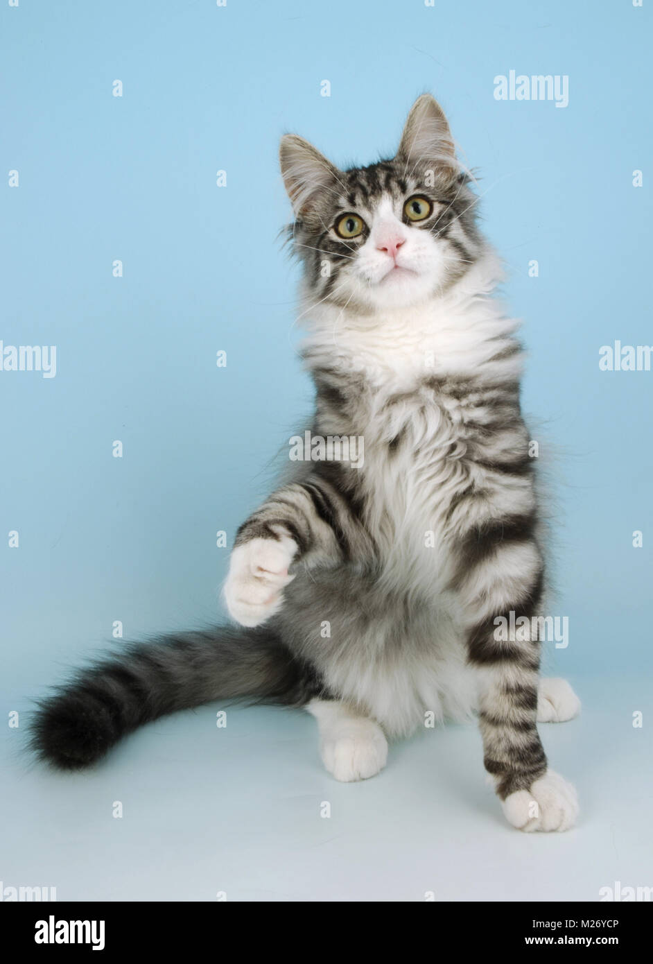 silver tabby and white Stock Photo - Alamy