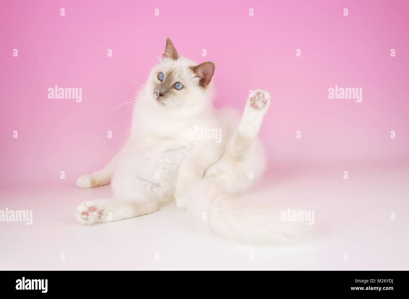 lilac point birman cat, one leg up Stock Photo - Alamy