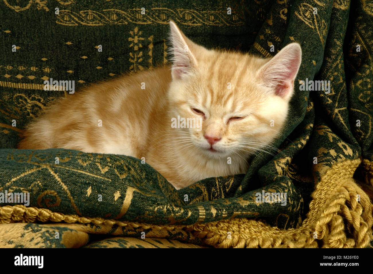 Kitten falling asleep hi-res stock photography and images - Alamy