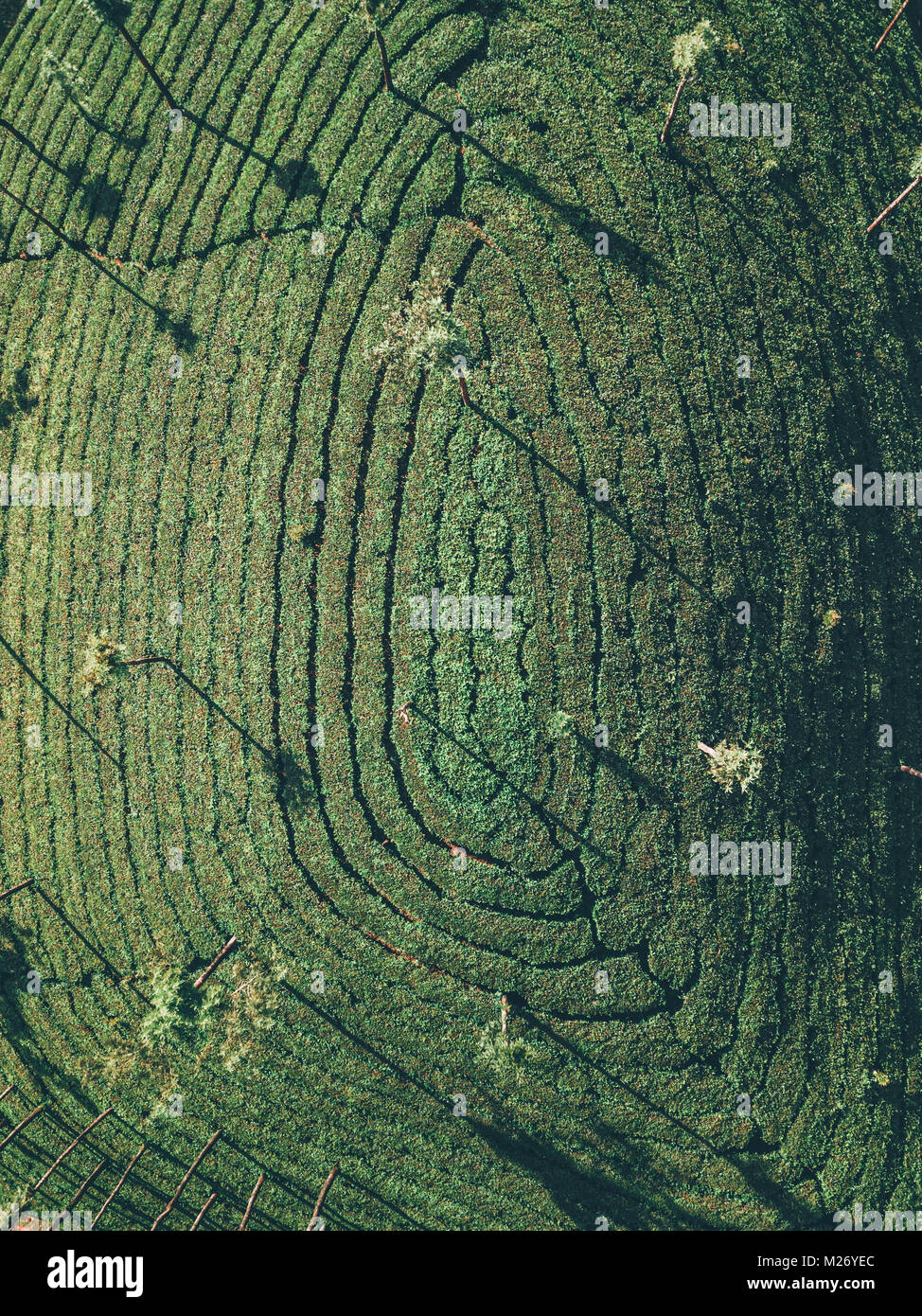 Teeplantage Fairtrade anbau, Bio Gesund aus der Natur Tee Stock Photo ...