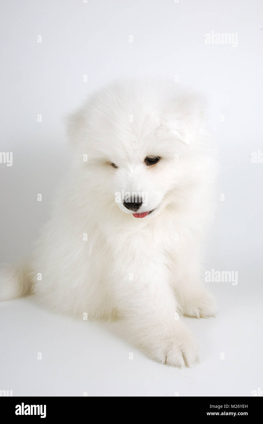 cute 9 week old Samoyed puppy sitting on white background Stock Photo ...