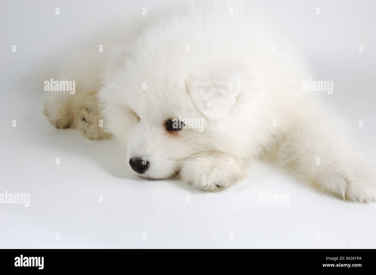 9 week old Samoyed puppy on white background Stock Photo - Alamy