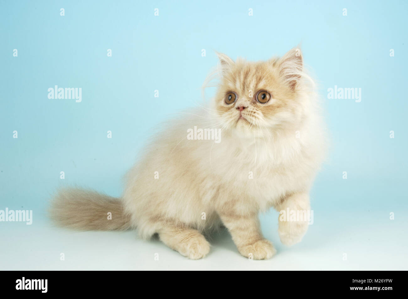 Blue cream persian cat hi-res stock photography and images - Alamy