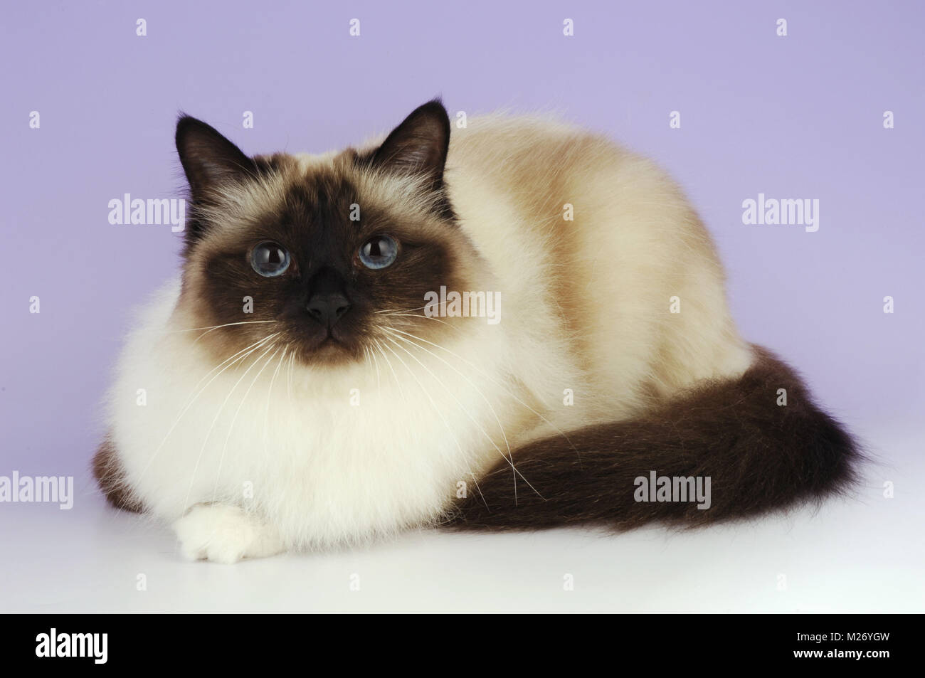 Seal point birman hi-res stock photography and images - Alamy